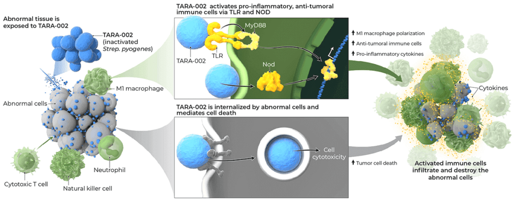 PIPELINE | Protara Therapeutics
